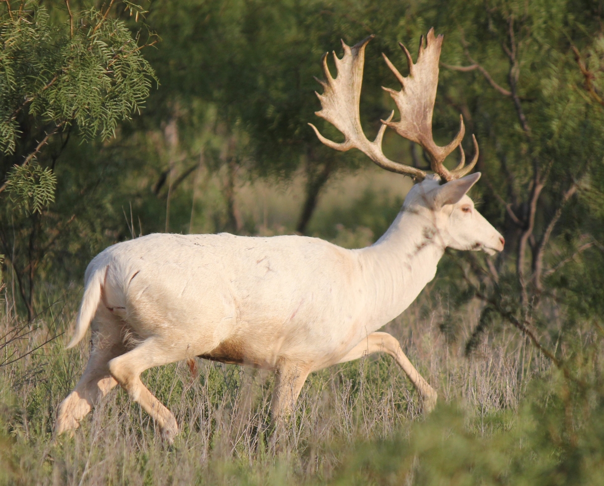 Exotics Hunting in Texas - Big Country Exotics